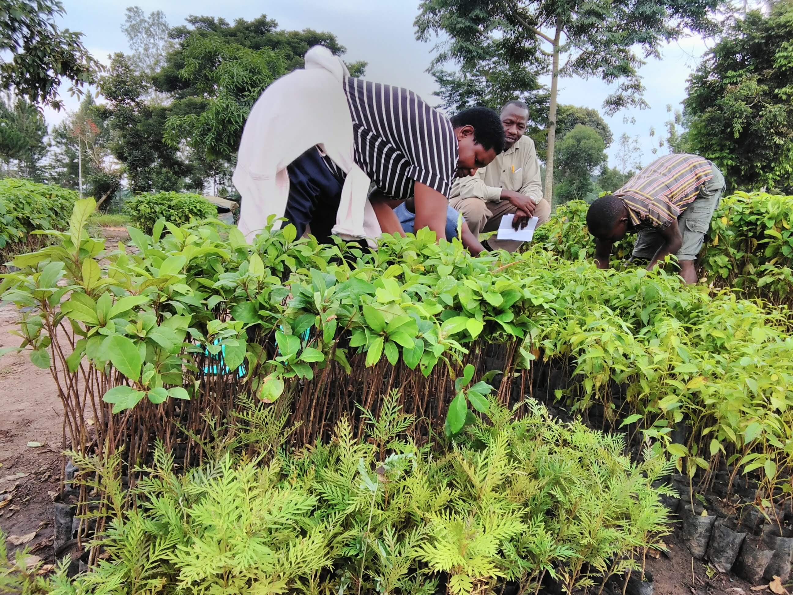 Jubilee Trees – Jubilee Trees